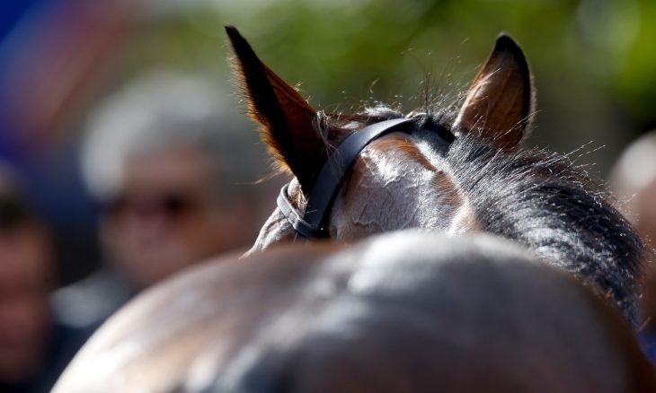 Passport amnesty period launched by Weatherbys for thoroughbred owners ...