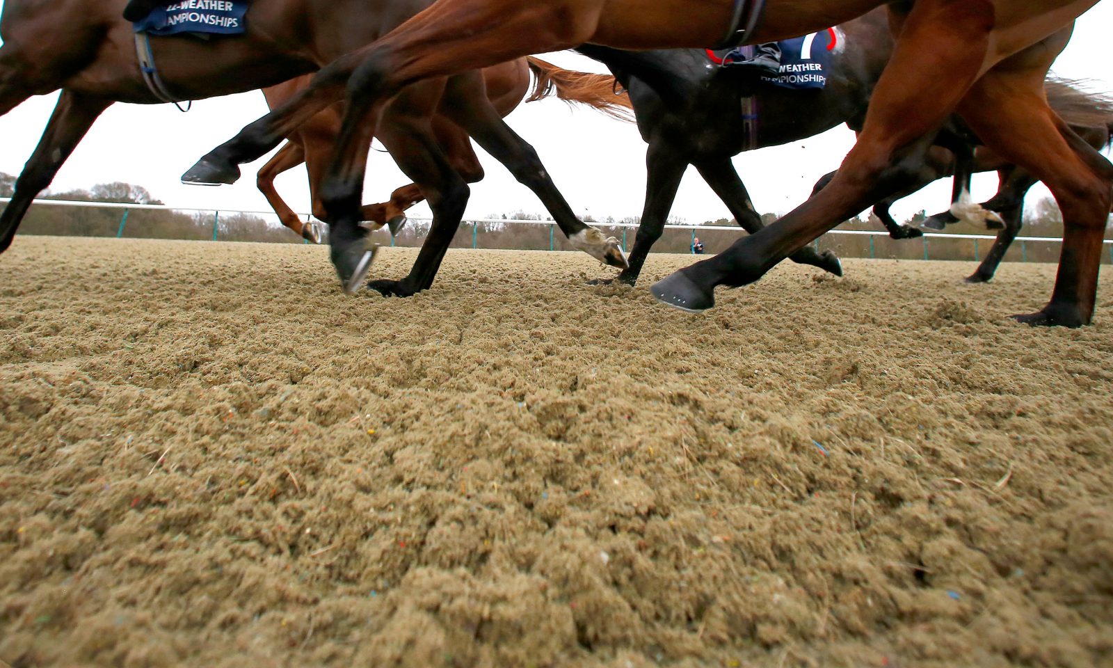 Trainer Profile | British Horseracing Authority