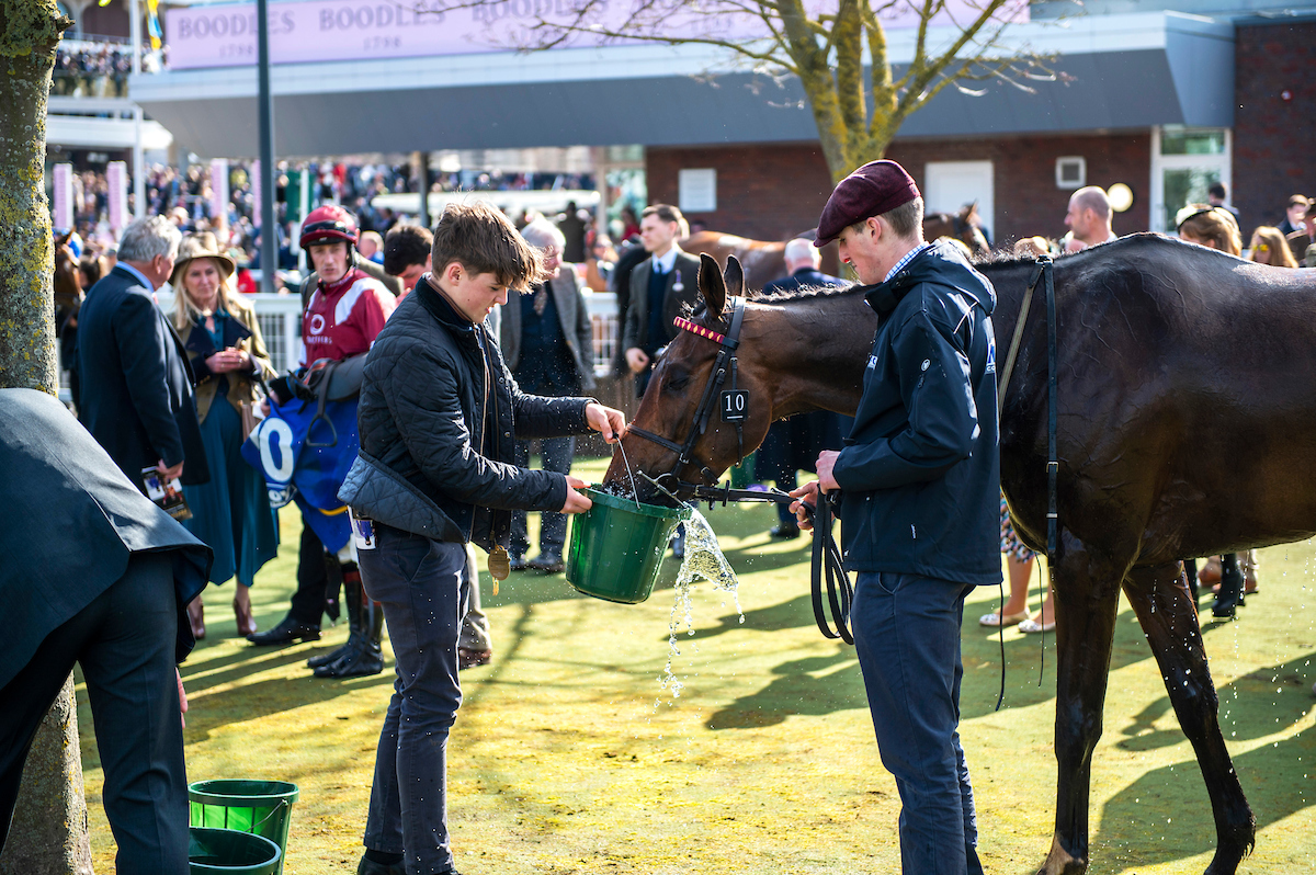 Horse Welfare is the priority in British Racing | British Horseracing ...