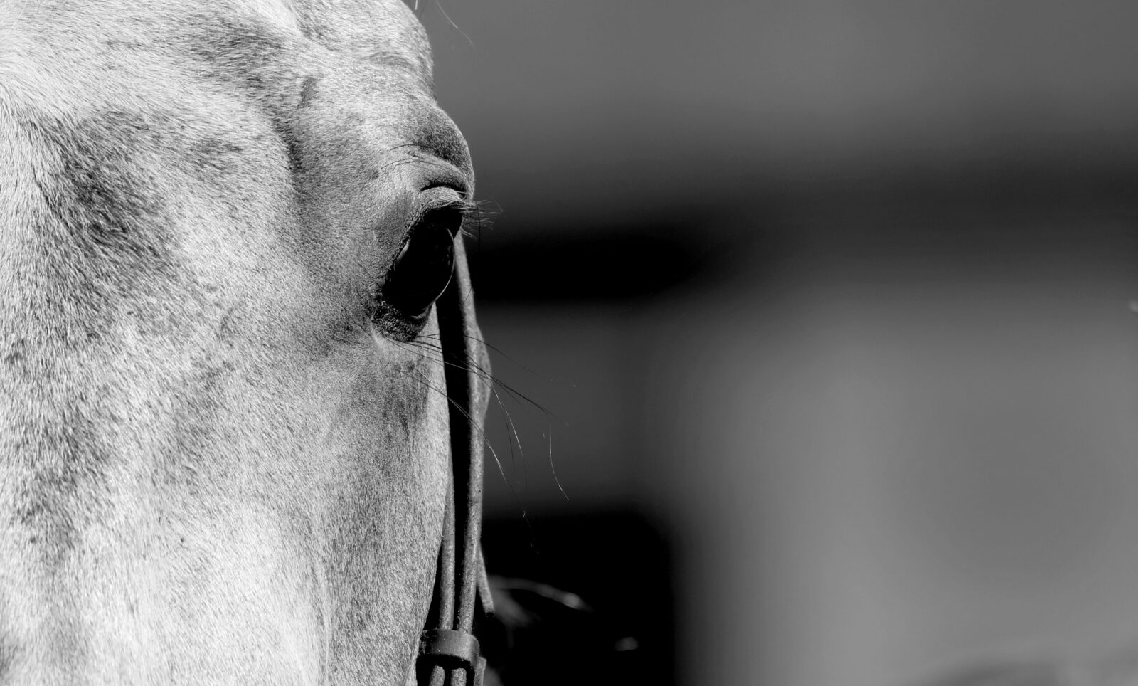 Stewards reports | British Horseracing Authority